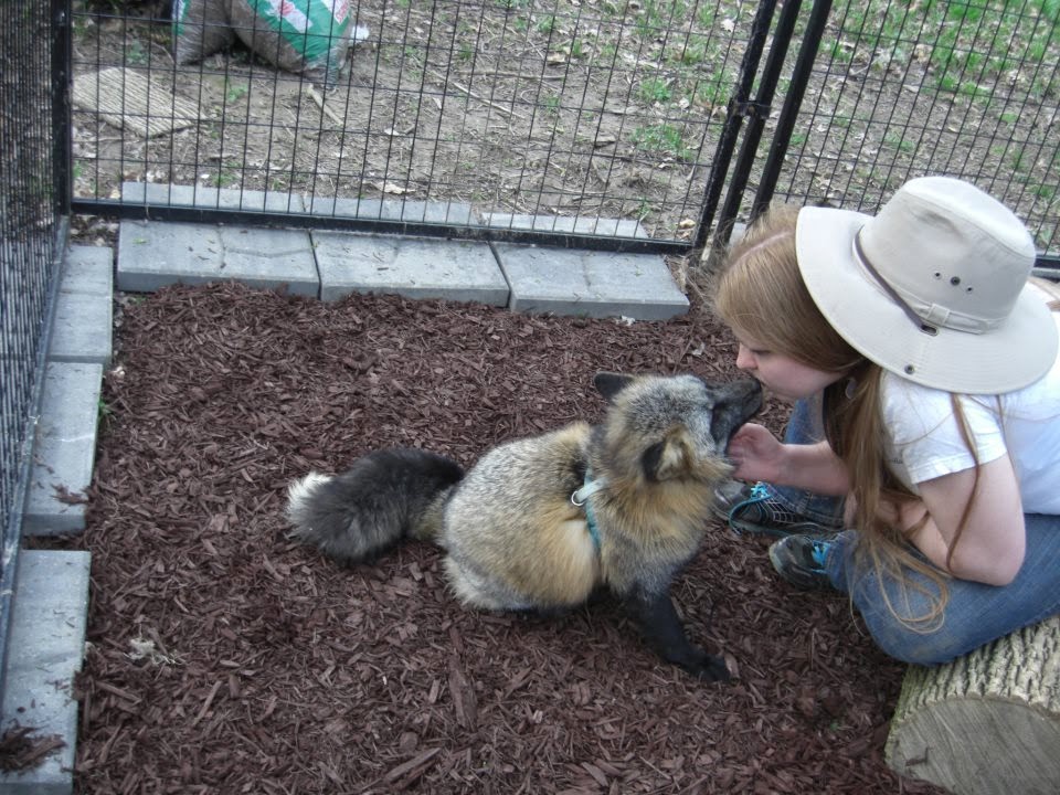 The Pet Fox: New House!